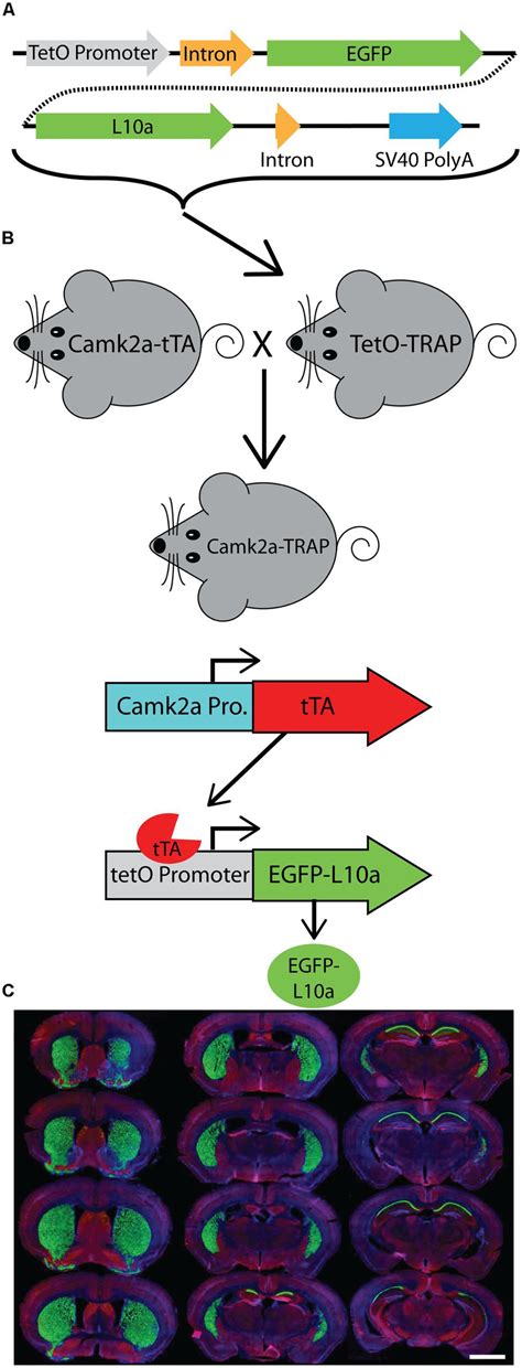 Generation Of A Teto Driven Egfp L10a Transgenic Mouse A Construct