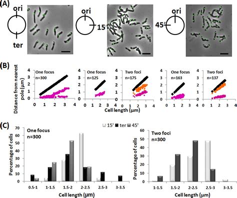 rhodoccoccus erythropolis is different from other members
