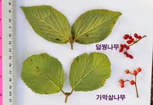 덜꿩나무 가막살나무 열매 꽃 네이버 블로그