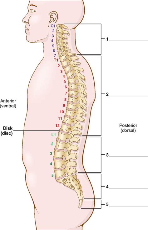 2 Organization Of The Body Basicmedical Key