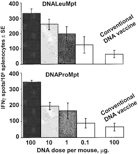 Cytotoxic T Lymphocyte Responses Specific For Syipsaeki Induced After