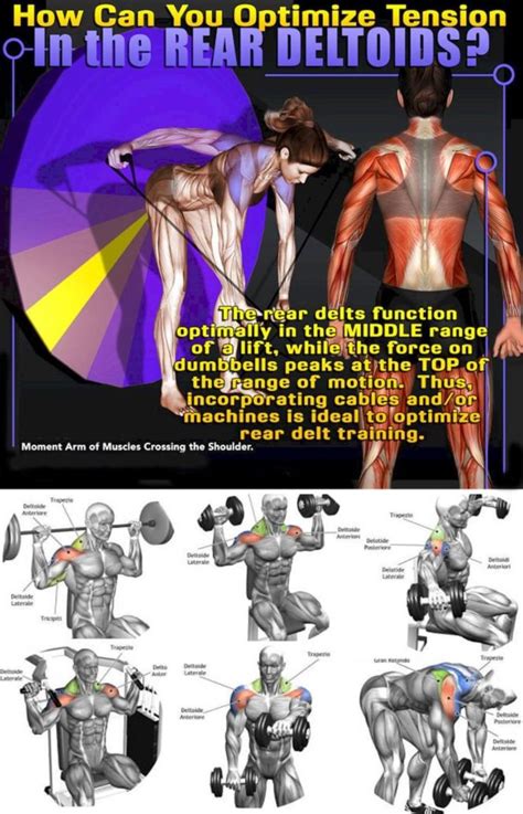 How To Delts Exercises Sets And Reps Guide