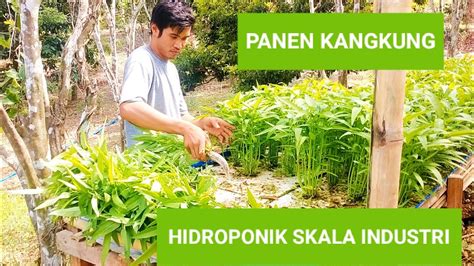 Tahap 2 Panen Kangkung Hidroponik Rakit Apung Youtube