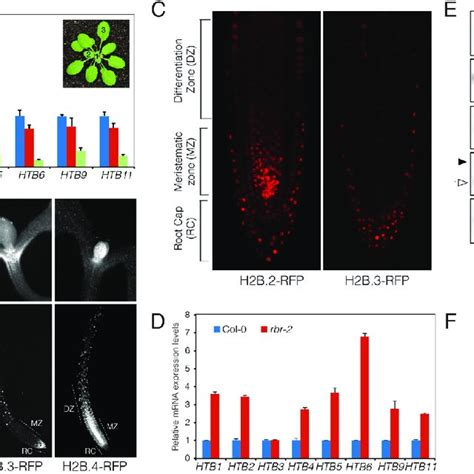 Developmental Expression Of Arabidopsis H2b Encoding Genes A Heat