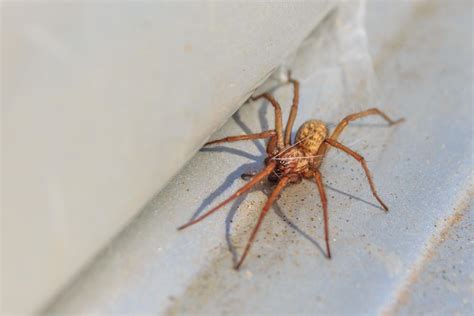 Hobo Spider Bite Symptoms Treatment And Stages