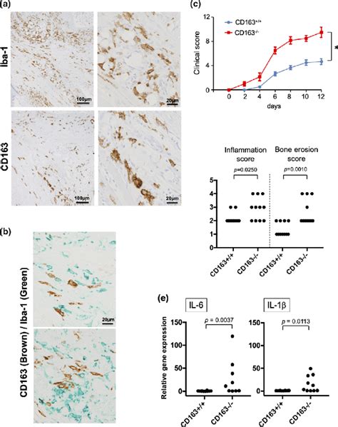 Ra Model Mice A Caia Was Induced In Female Cd163 − − Mice And