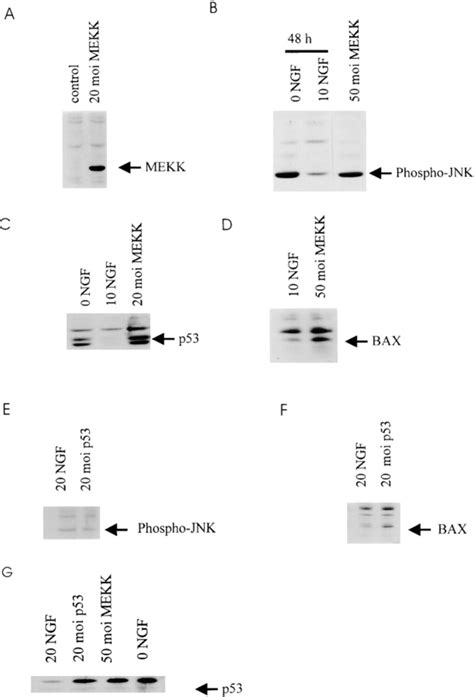 A D P53 And Bax Protein Levels Increase After Activation Of The