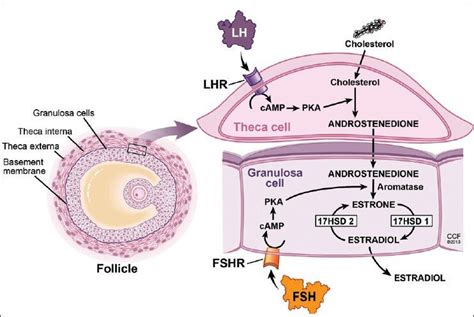 Two Cell Theory Of Estrogen Production Luteinizing Hormone Stimulates