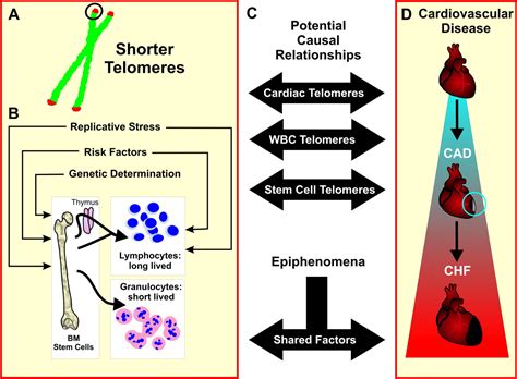 Expanding The Concept Of Telomere Dysfunction In Cardiovascular Disease