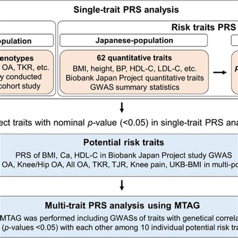 Polygenic Risk Score Analysis Flow Chart Prs Polygenic Risk Score