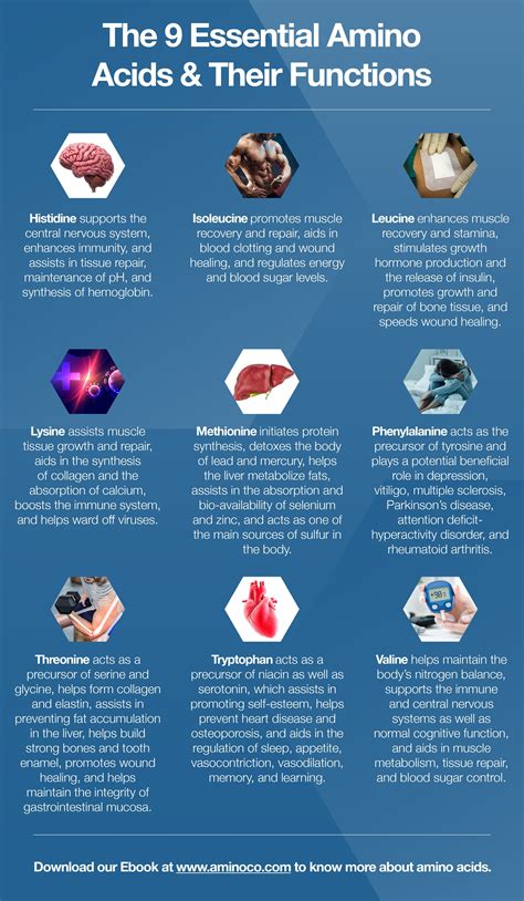 The 9 Essential Amino Acids Their Functions Artofit