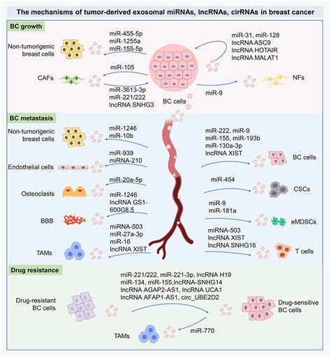 Frontiers Tumor Derived Exosomal Non Coding Rnas The Emerging