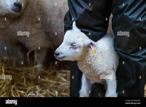 Farmer Putting Ear Tags On Newborn Shetland Sheep Lamb In Barn East