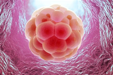 Scientists Create Worlds First Synthetic Human Embryo Model That Doesn