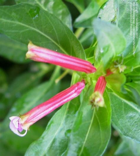 plantfiles pictures cuphea species cigar flower cuphea lanceolata