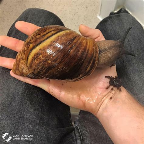 Archachatina Marginata Giantafricanlandsnails