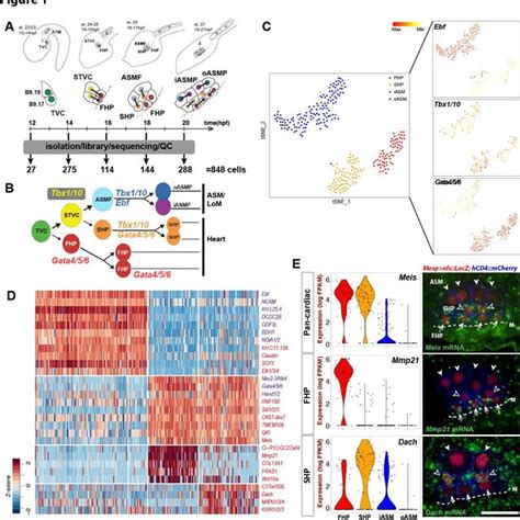 Single Cell Rna Seq And Clustering Identifies Cardiopharyngeal