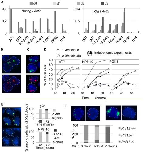 Initiation Of X Chromosome Inactivation Can Occur On Both Xs In The