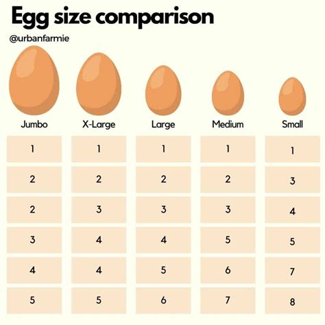 Xl Egg Dimensions At Ardith Gordon Blog