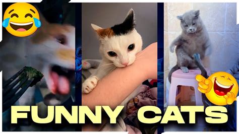 Funny Cats Compilation 😺😂 Youtube