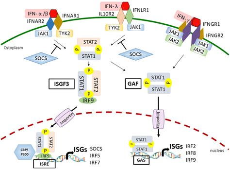 Interferon Ifn Dependent Ifn Stimulated Gene Isg Transcription