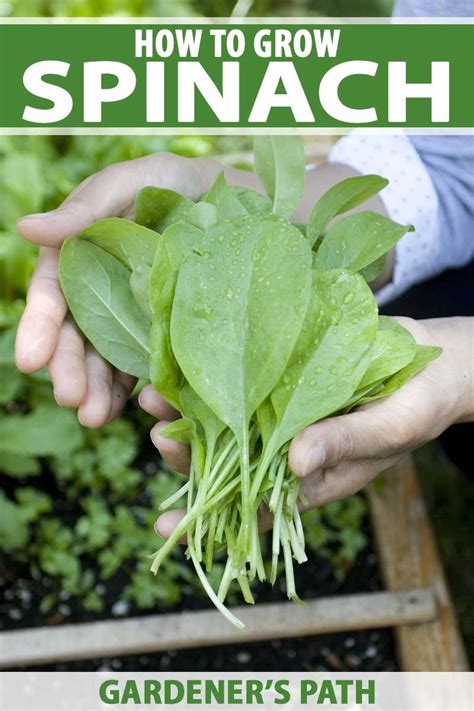 How To Grow Spinach Gardeners Path Growing Spinach Growing Food