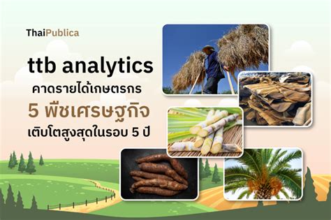Ttb Analytics คาด 5 พืชเศรษฐกิจปี 65 สร้างรายได้เกษตรกร 8 86 แสนล้าน