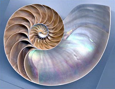 teaching math nature math spirals in nature nautilus seashells