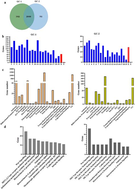 Chromosomal Distribution Gene Categories And Enriched Pathway Of
