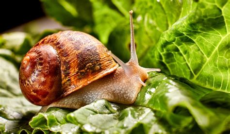 Where Do You Find Snails