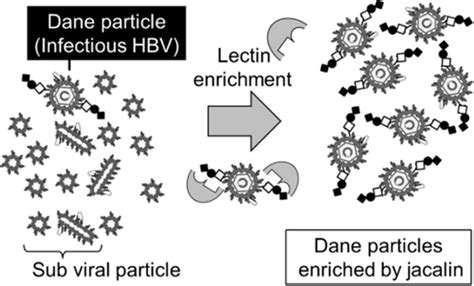 Highly Sensitive Glycan Profiling Of Hepatitis B Viral Particles And A