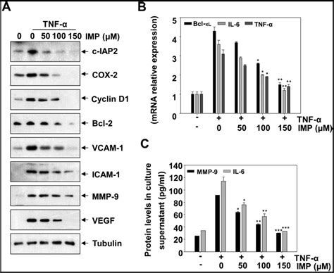 Imperatorin Efficiently Blocks Tnf α Mediated Activation Of Ros Pi3k