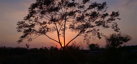 Gambar Pohon Alam Cabang Awan Menanam Langit Matahari Terbit