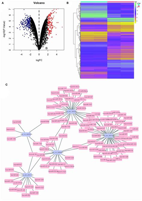 Frontiers Bioinformatics Analysis Of Stem Cell Circ Asb3 Signaling