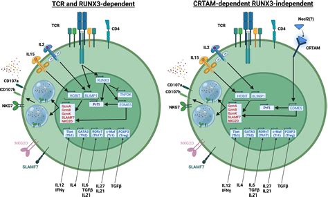 Frontiers Cytotoxic Cd4 T Cells In The Mucosa And In Cancer