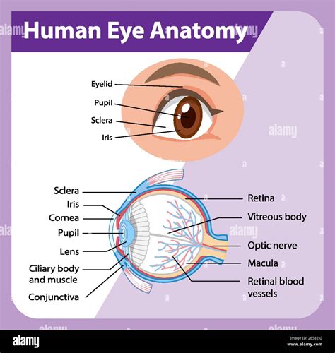 Diagrama De La Anatomía Del Ojo Humano Con Ilustración De La Etiqueta