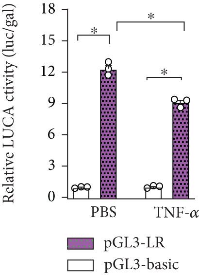 Tnf α Transcriptionally Reduced Leprb Expression In A Foxo1 Dependent