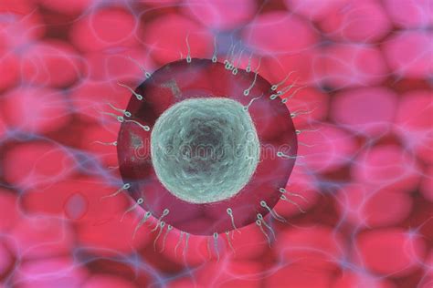 Human Sperm Approaching Human Egg 3d Render Stock Illustration