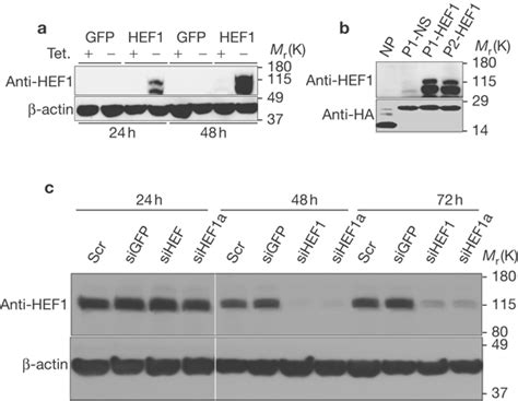 The Focal Adhesion Scaffolding Protein Hef1 Regulates Activation Of The