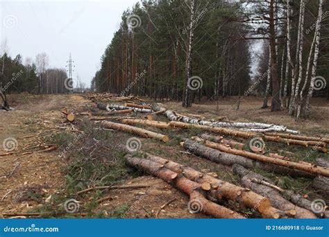 Environment Nature And Deforestation Cutting Down And Felling Of