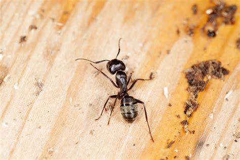 ants in your rental responsibility and treatment rent blog