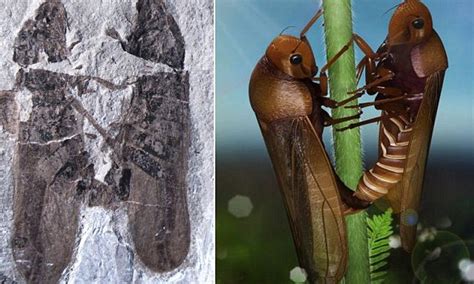the bugs that have been having sex for 165 million years oldest fossil
