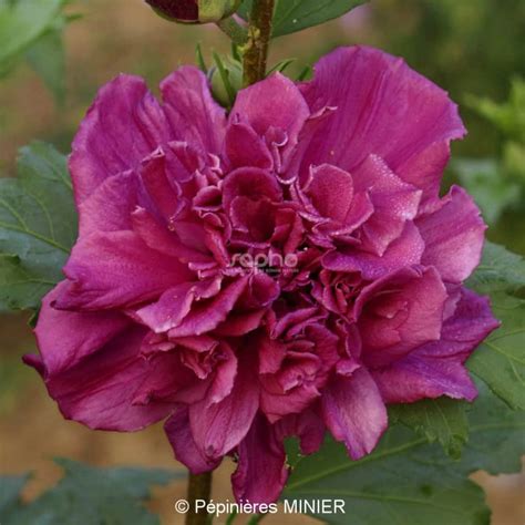 Hibiscus Syriacus French Cabaret® Red Mindour1