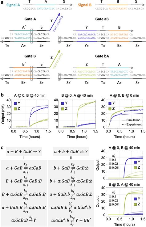 Dna Strand Displacement Temporal Logic Circuits Journal Of The