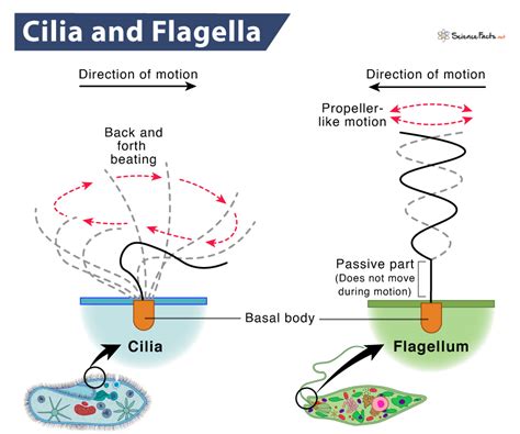 Cilia Vs Flagella 13 Key Differences With Similarities