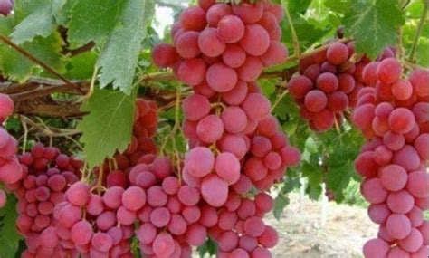 Panduan Lengkap Cara Budidaya Anggur Merah Agar Cepat Berbuah Dan Panen