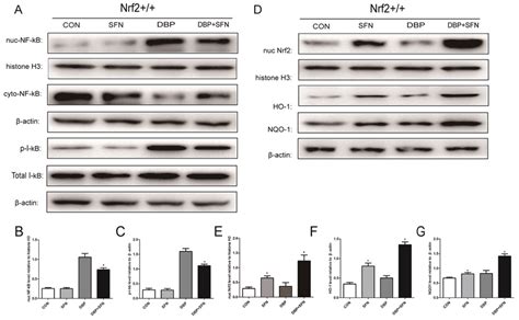Sfn Pretreatment Enhances Nrf2 Nuclear Translocation And Increases Ho 1