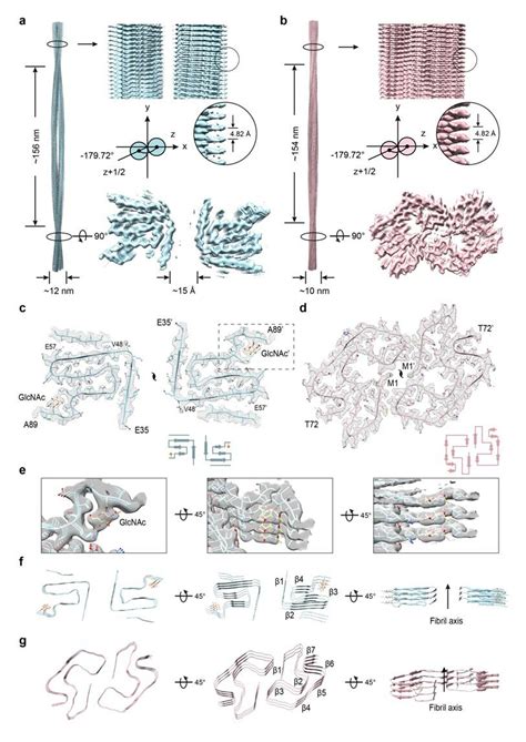 Cryo Em Structures Of Gs87 And Ps87 Fibrils Download Scientific Diagram
