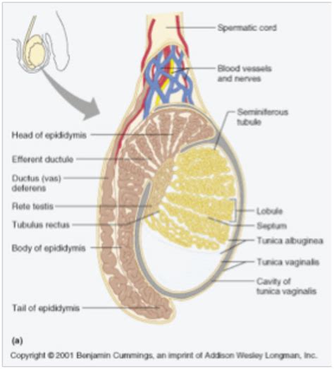 Testis Diagram Labeled