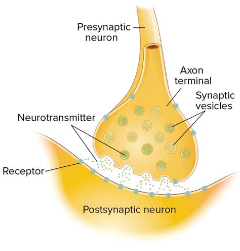 Diagram Of A Synapse Showing Neurotransmitters Stored In Synaptic